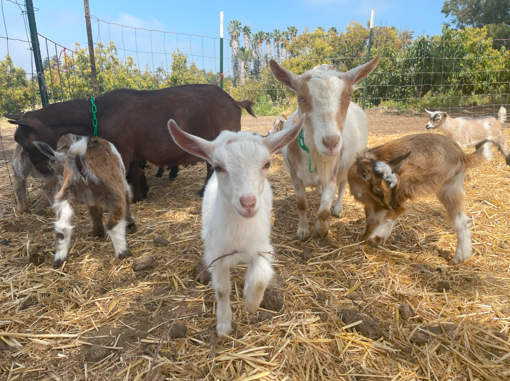 Oats & Ivy Farm - Visit Camarillo